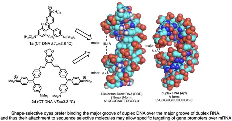 The Minehan lab is awarded an NSF RUI grant – CSUN News & Events